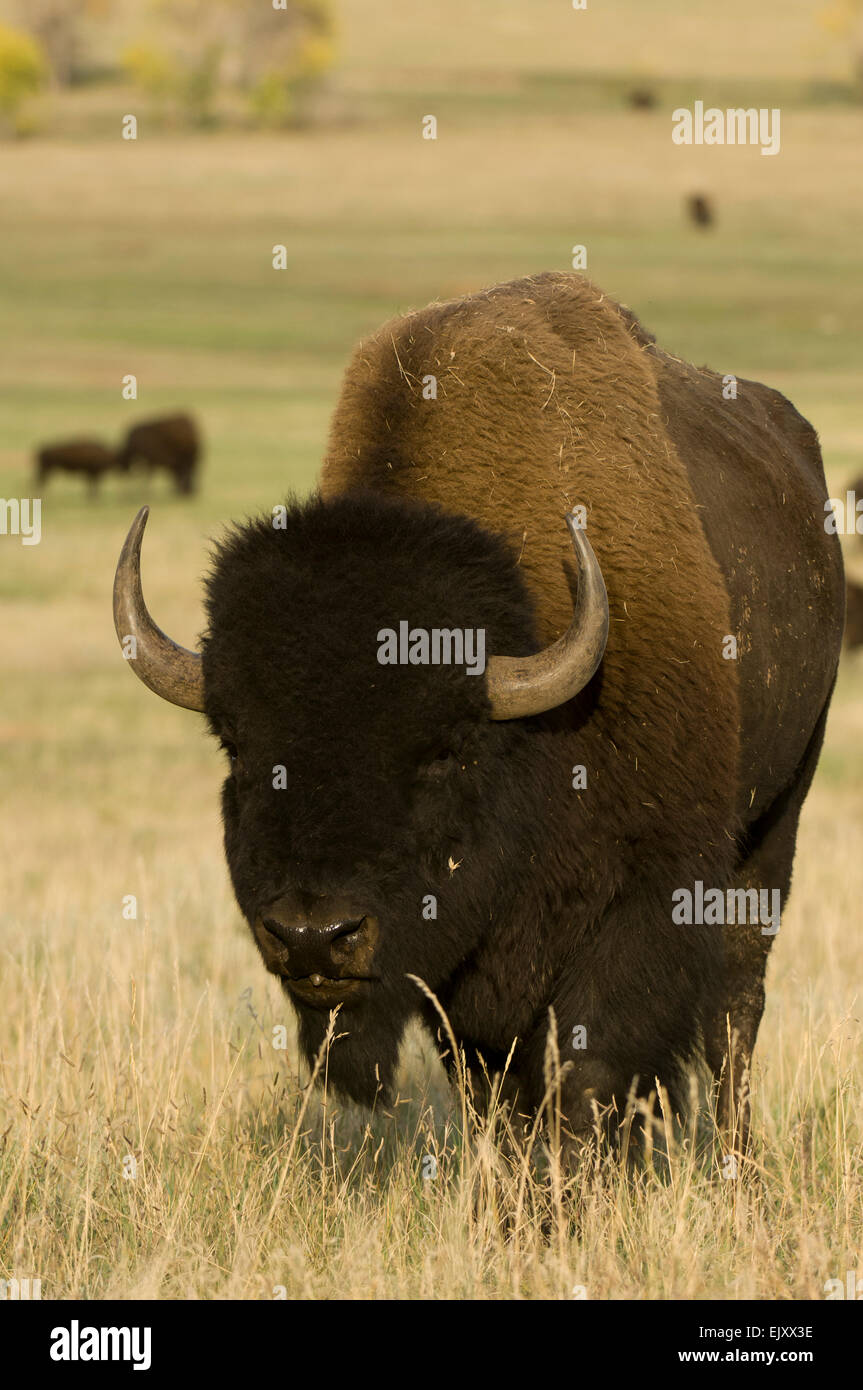 Bison. Custer State Park, Black Hills, South Dakota, USA Stock Photo ...