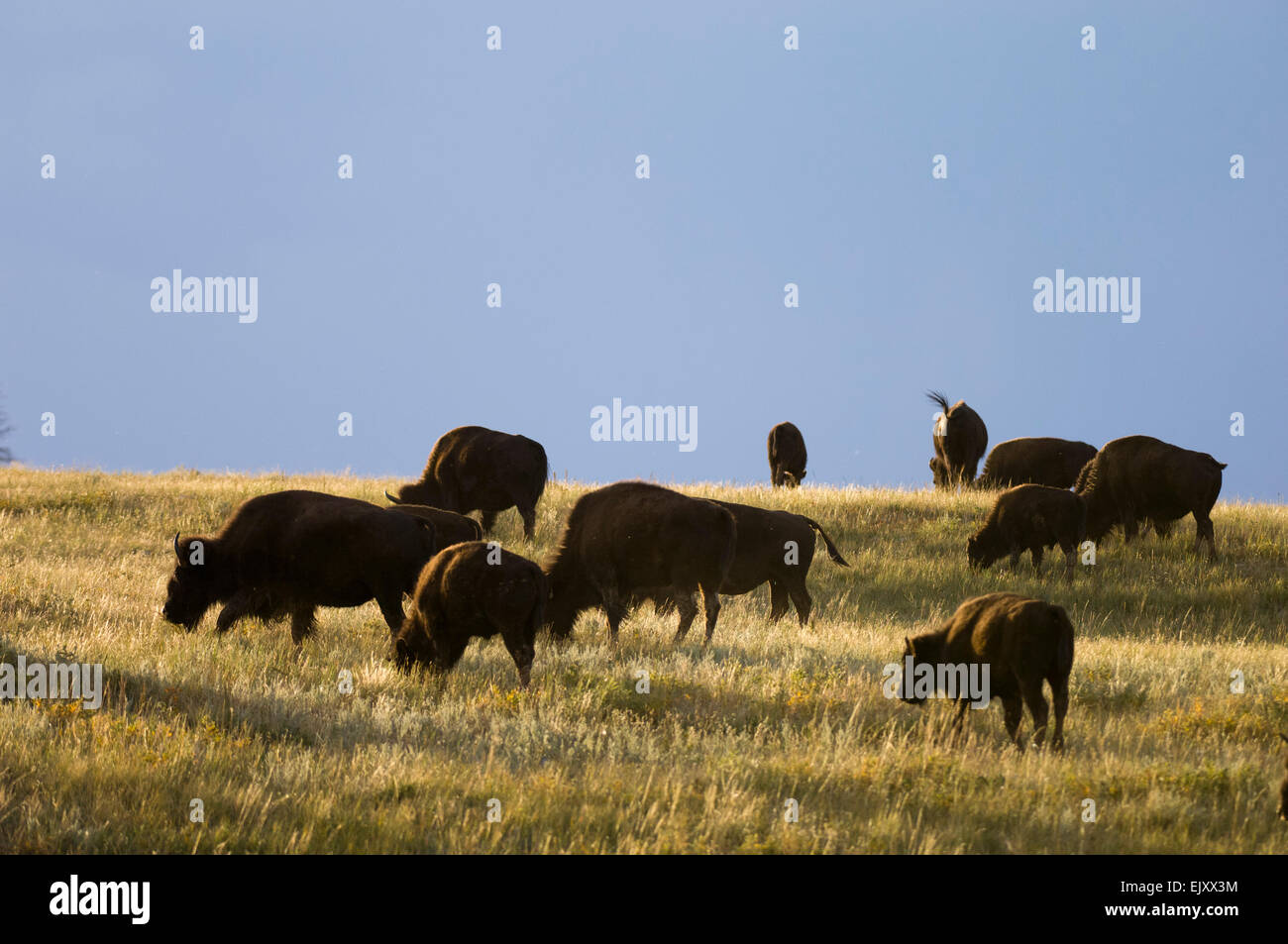 Bison Herd. Custer State Park, Black Hills, South Dakota, USA Stock ...
