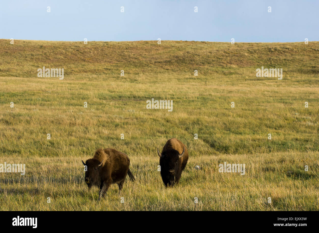 Custer state park and wildlife reserve hi-res stock photography and ...