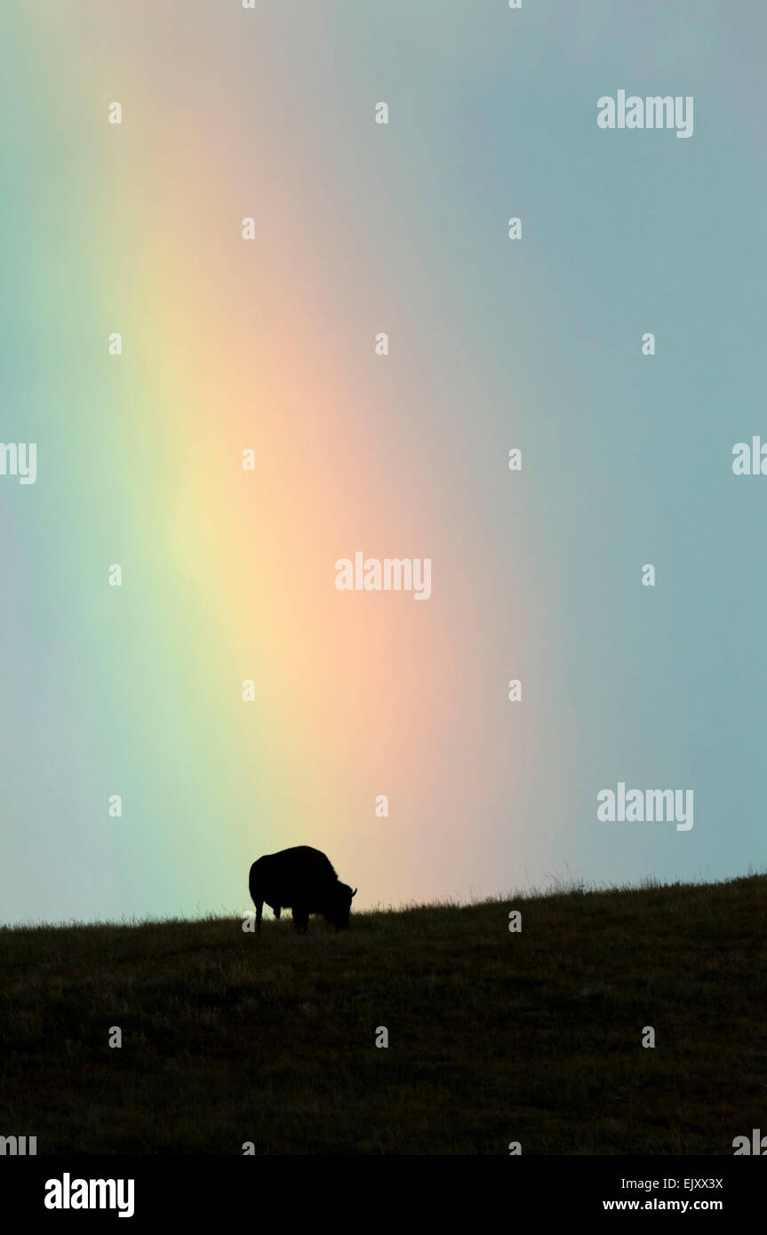 Bison with a rainbow hi-res stock photography and images - Alamy