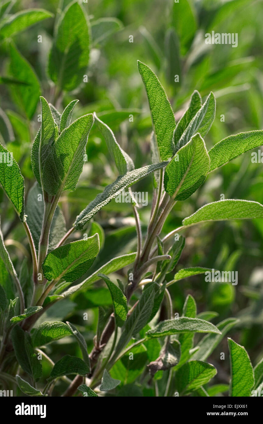 Garden sage / common sage (Salvia officinalis) close up of leaves ...