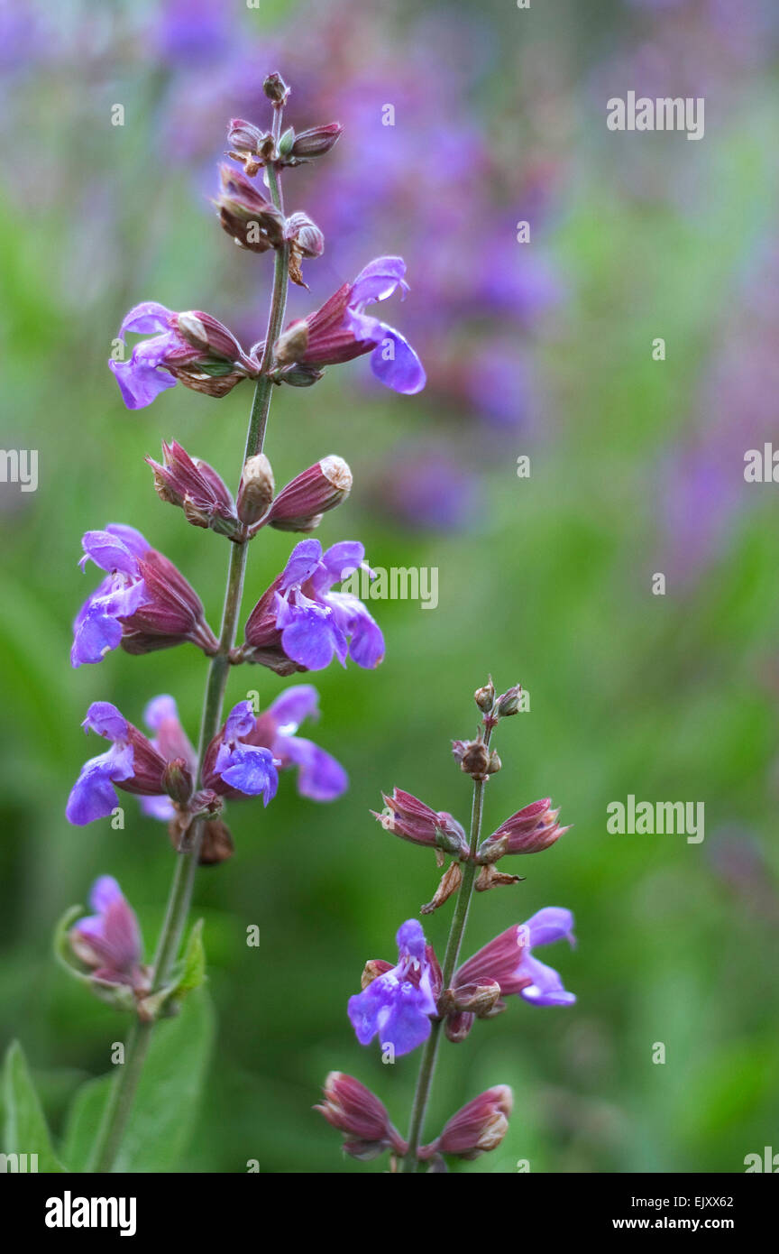 Garden sage / common sage (Salvia officinalis) in flower, native to the ...