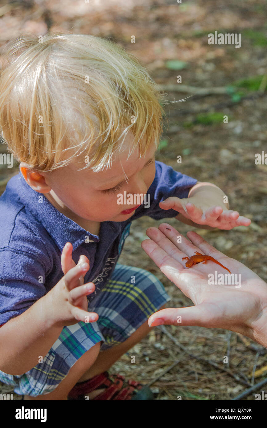 Little boy sees a red eft in his mother's hand Stock Photo - Alamy