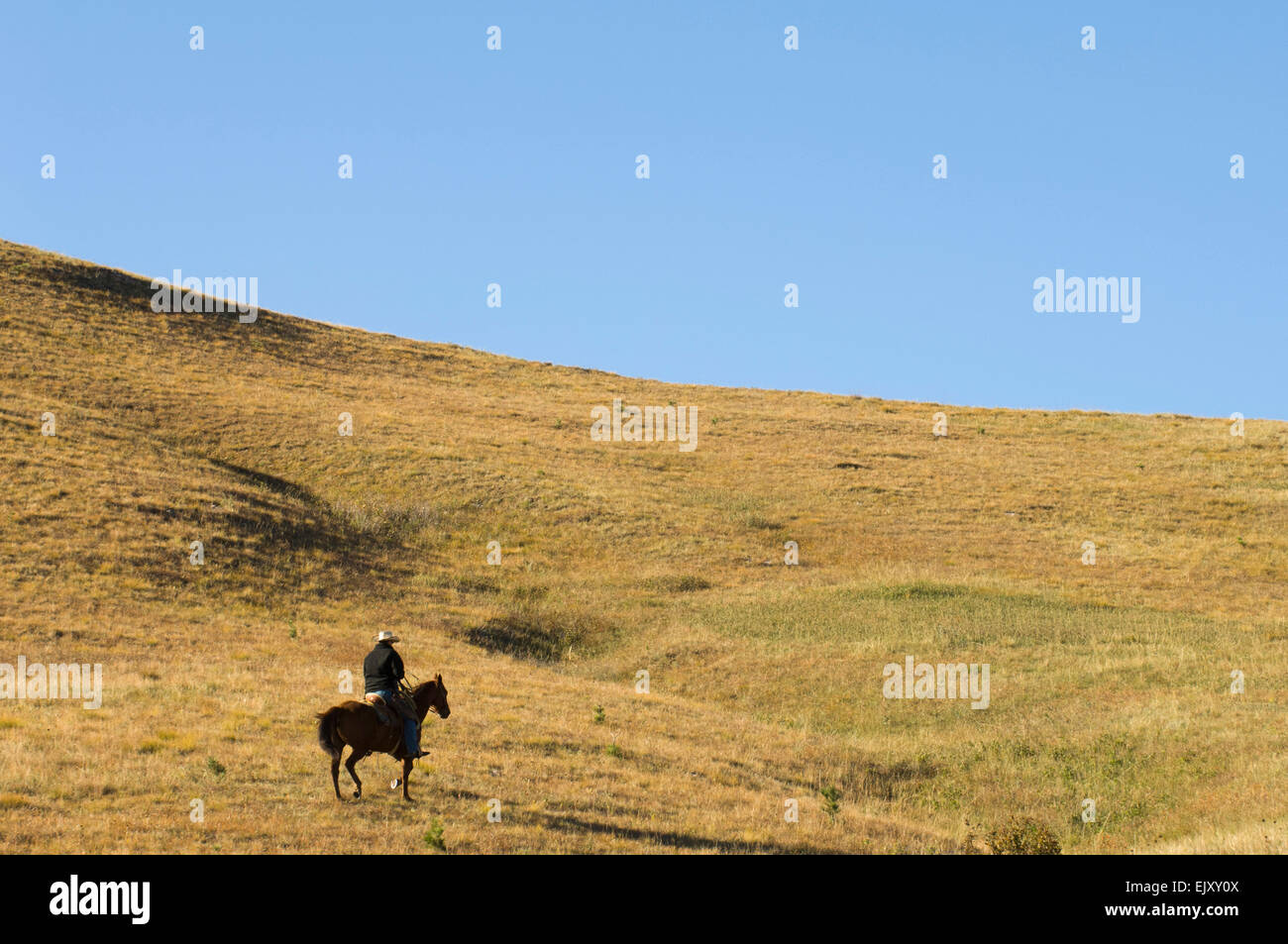 Cowboy at Bison Roundup Stock Photo - Alamy