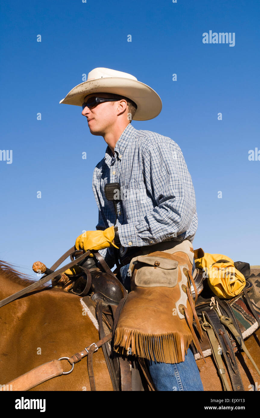 Cowboy at Bison Roundup, Custer State Park, Black Hills, South Dakota ...