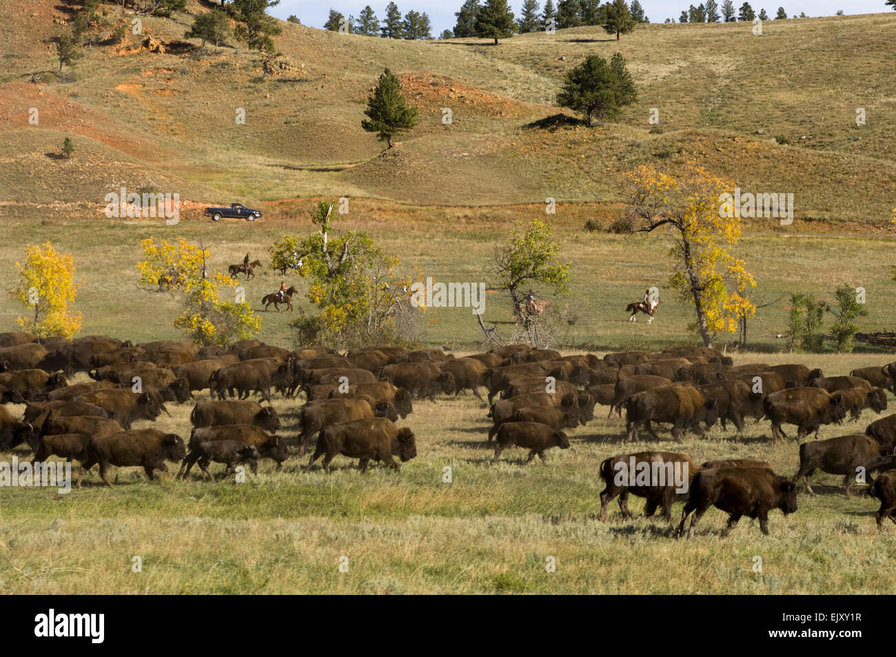 Bison Roundup, Custer State Park, Black Hills, South Dakota, USA Stock ...