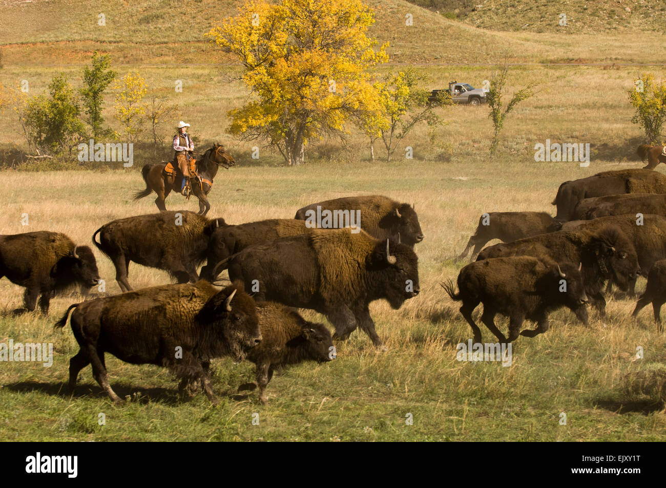 American bisons, Bison bison, running during the Bison Roundup Stock ...