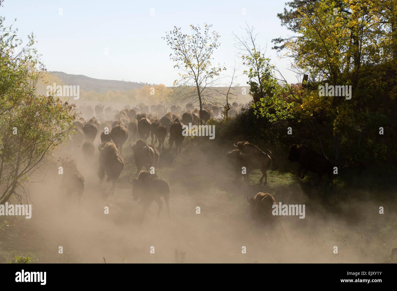 Bison Roundup, Custer State Park, Black Hills, South Dakota, USA Stock ...