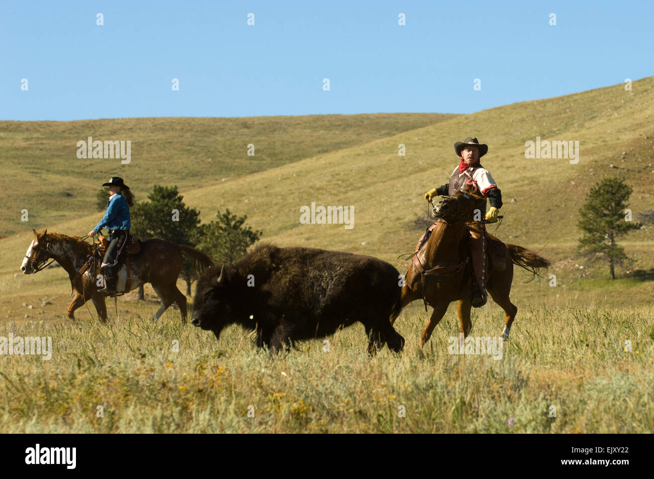 Cowboy pushing herd at Bison Roundup, Custer State Park, Black Hills ...