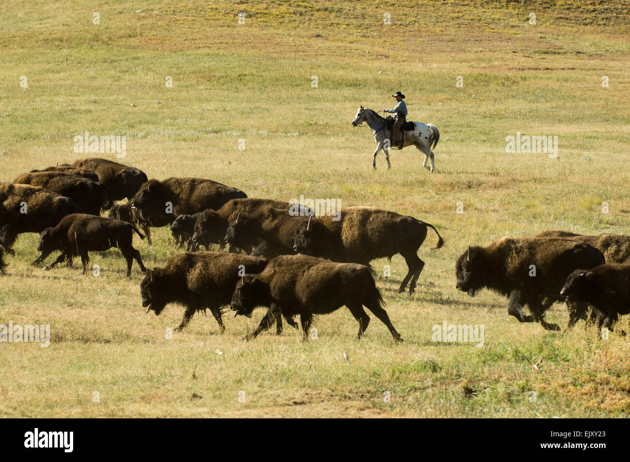 Cowboy pushing herd at Bison Roundup, Custer State Park, Black Hills ...