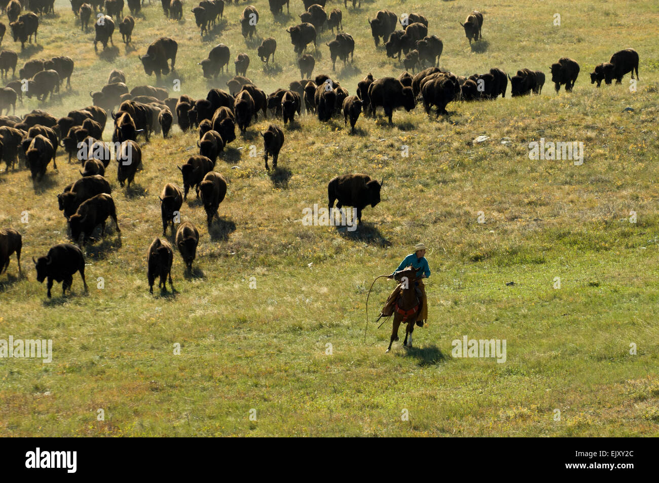 Cowboy pushing herd at Bison Roundup, Custer State Park, Black Hills ...