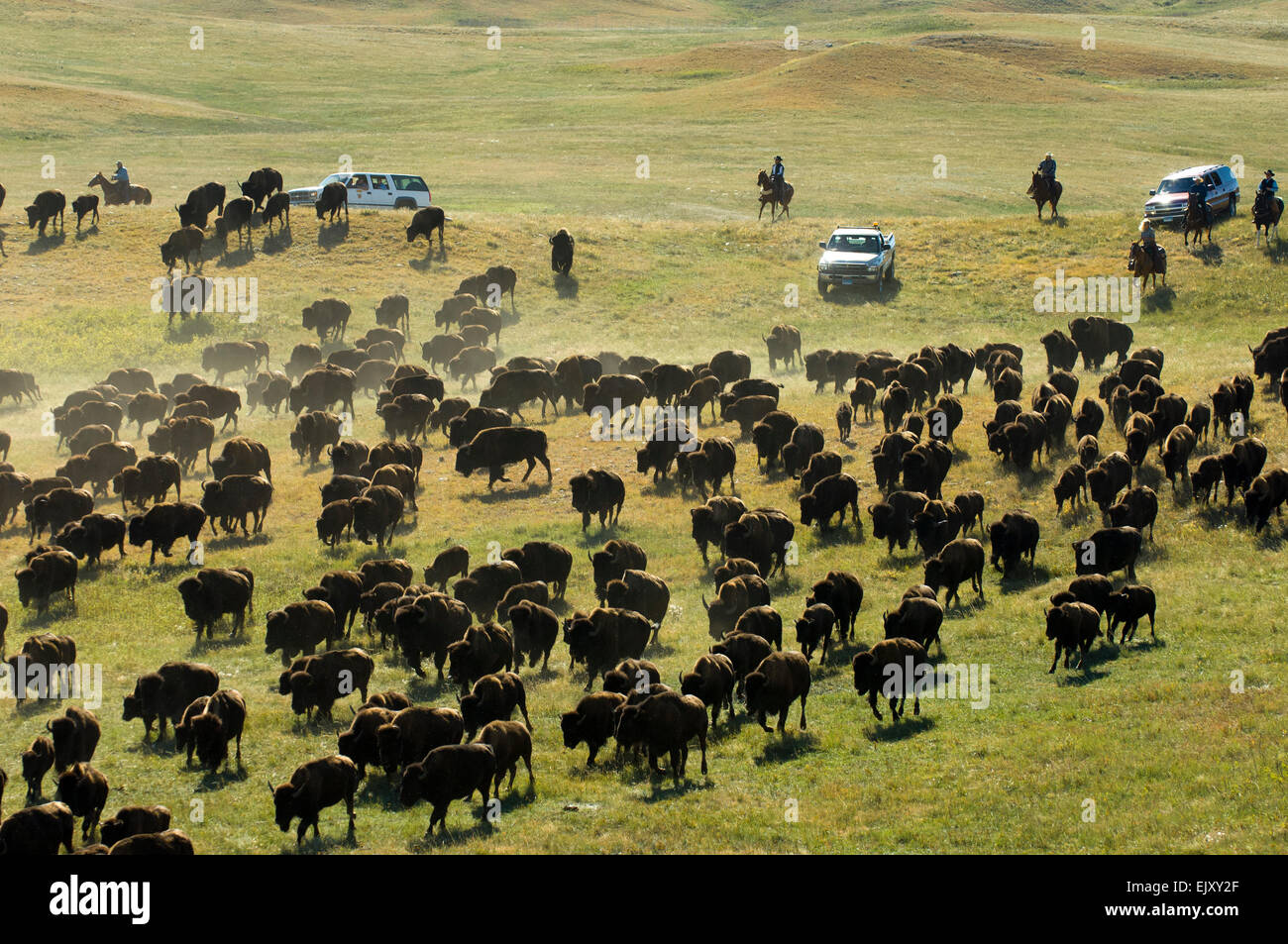 Cowboys pushing herd at Bison Roundup, Custer State Park, Black Hills ...