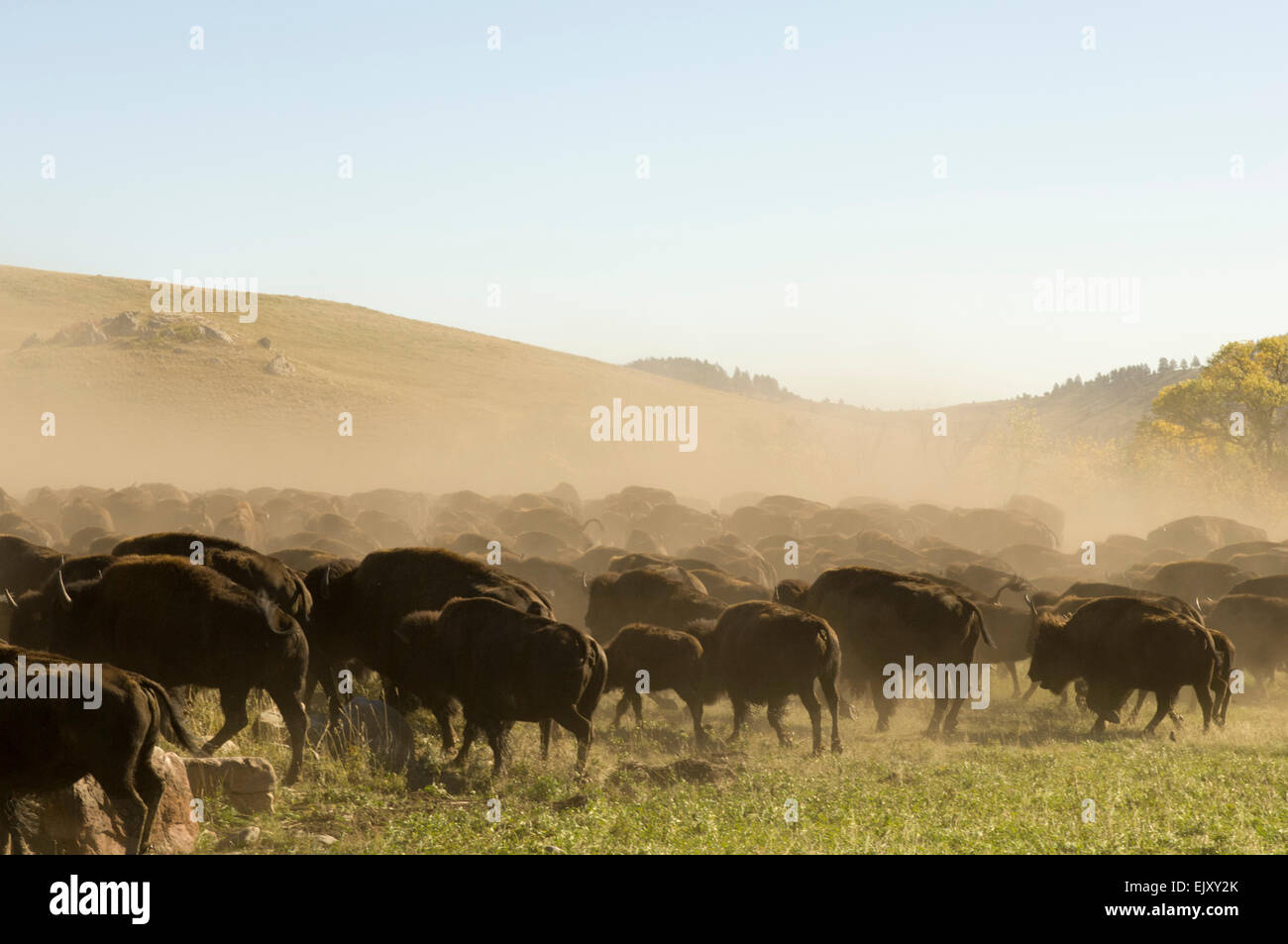 Bison Roundup, Custer State Park, Black Hills, South Dakota, USA Stock ...