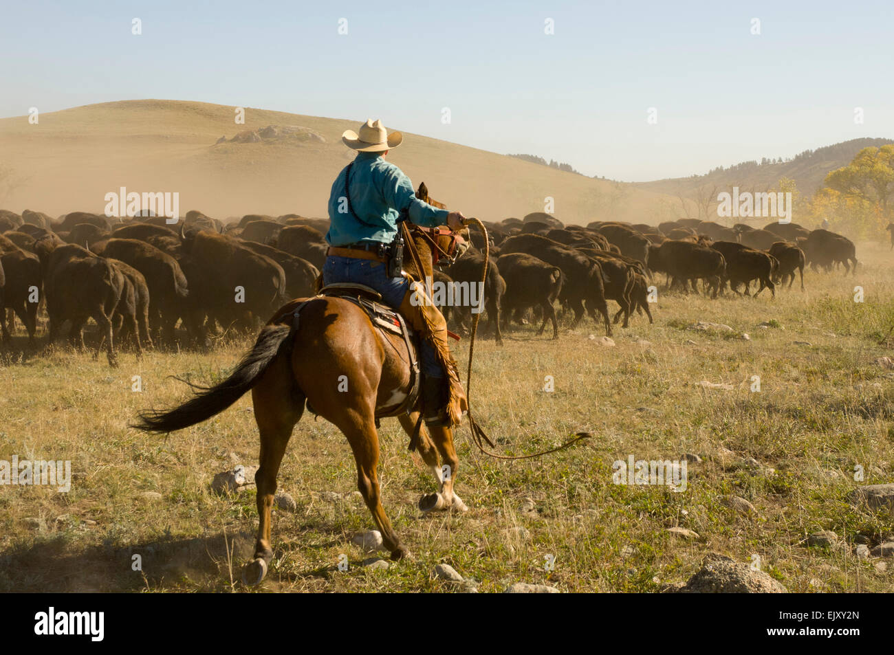 Cowboy pushing herd at Bison Roundup, Custer State Park, Black Hills ...
