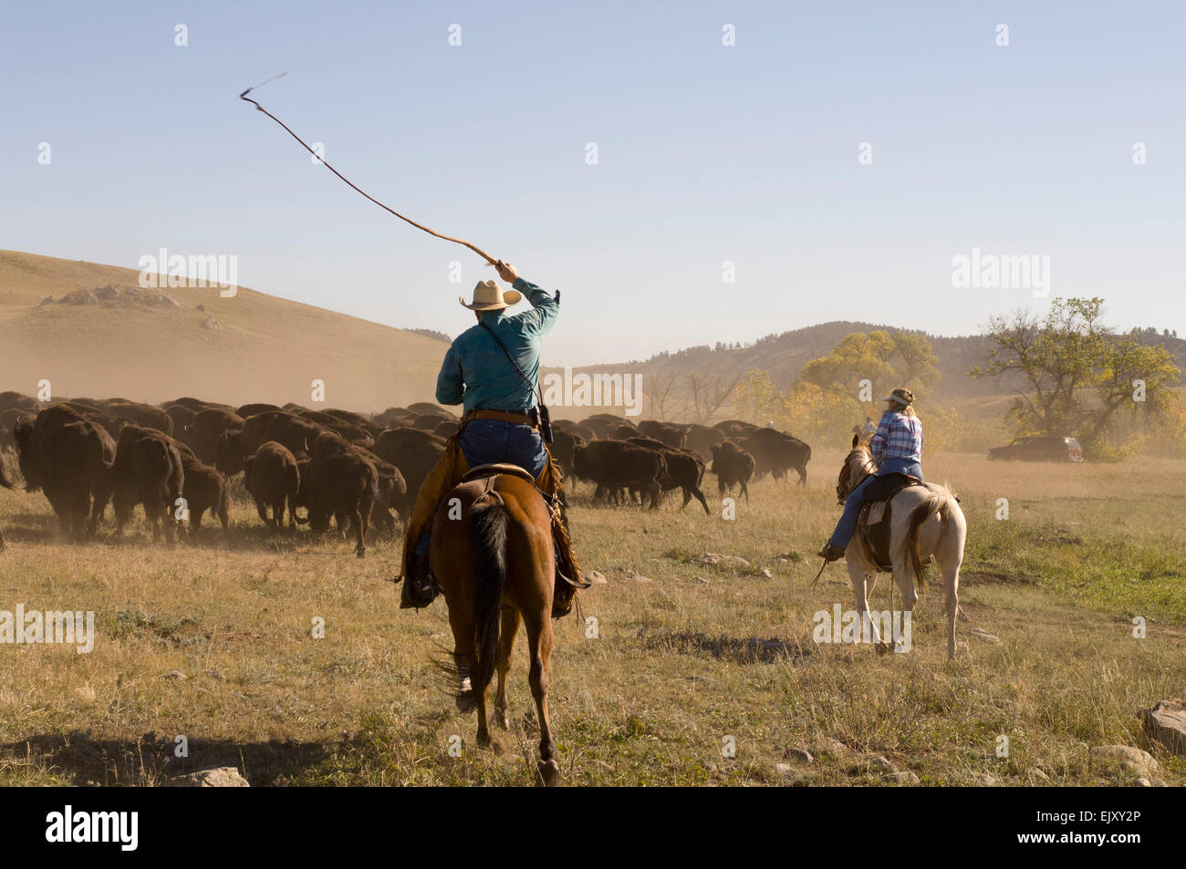 Cowboy pushing herd at Bison Roundup, Custer State Park, Black Hills ...