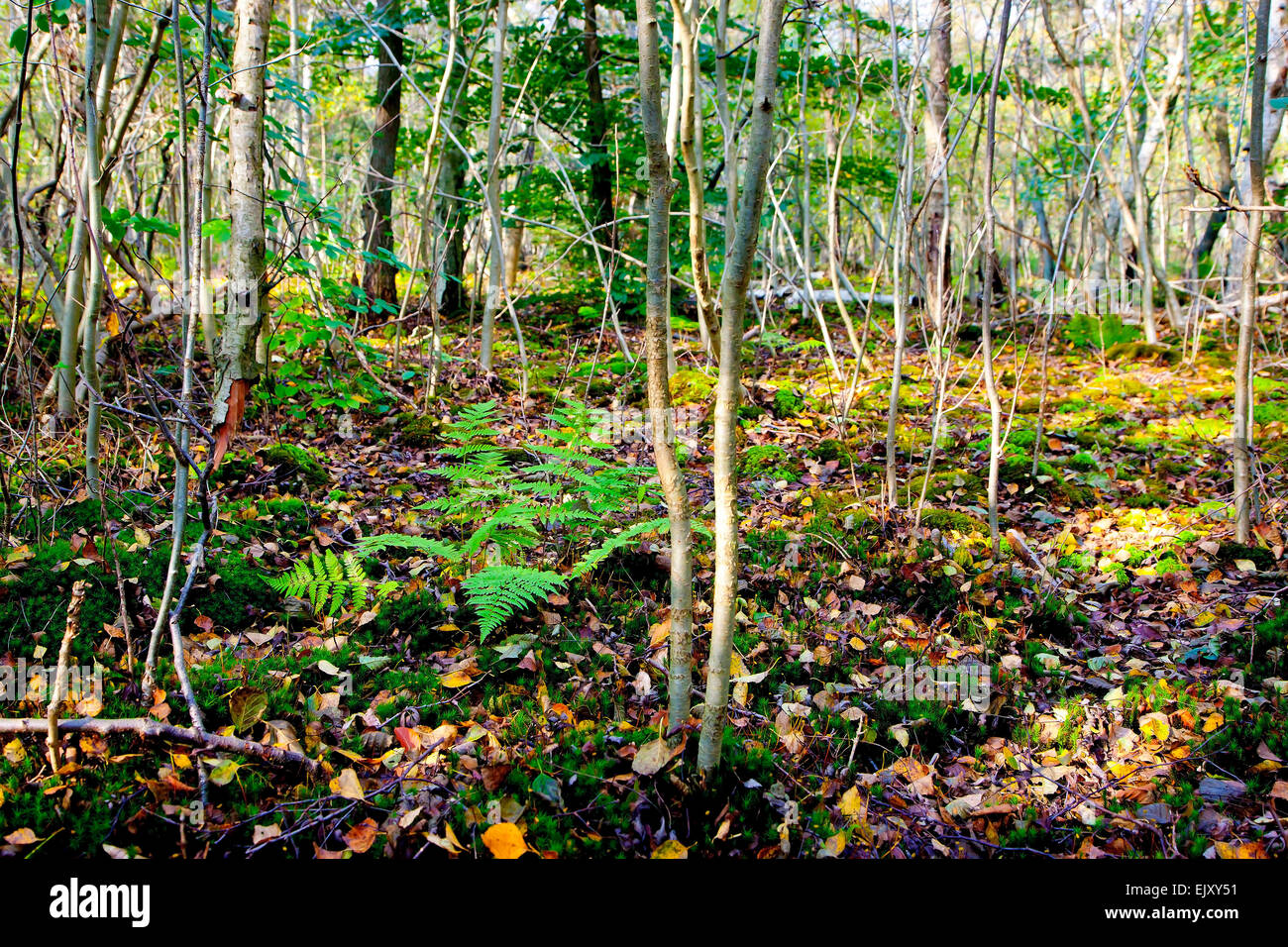 Forest underwood hi-res stock photography and images - Alamy