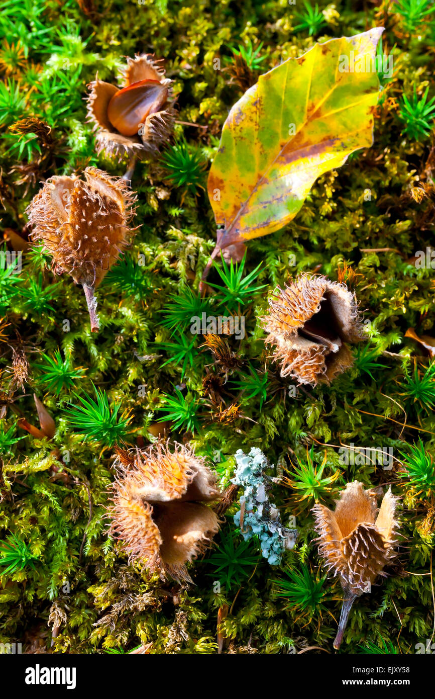 Acorn forest floor hi-res stock photography and images - Alamy