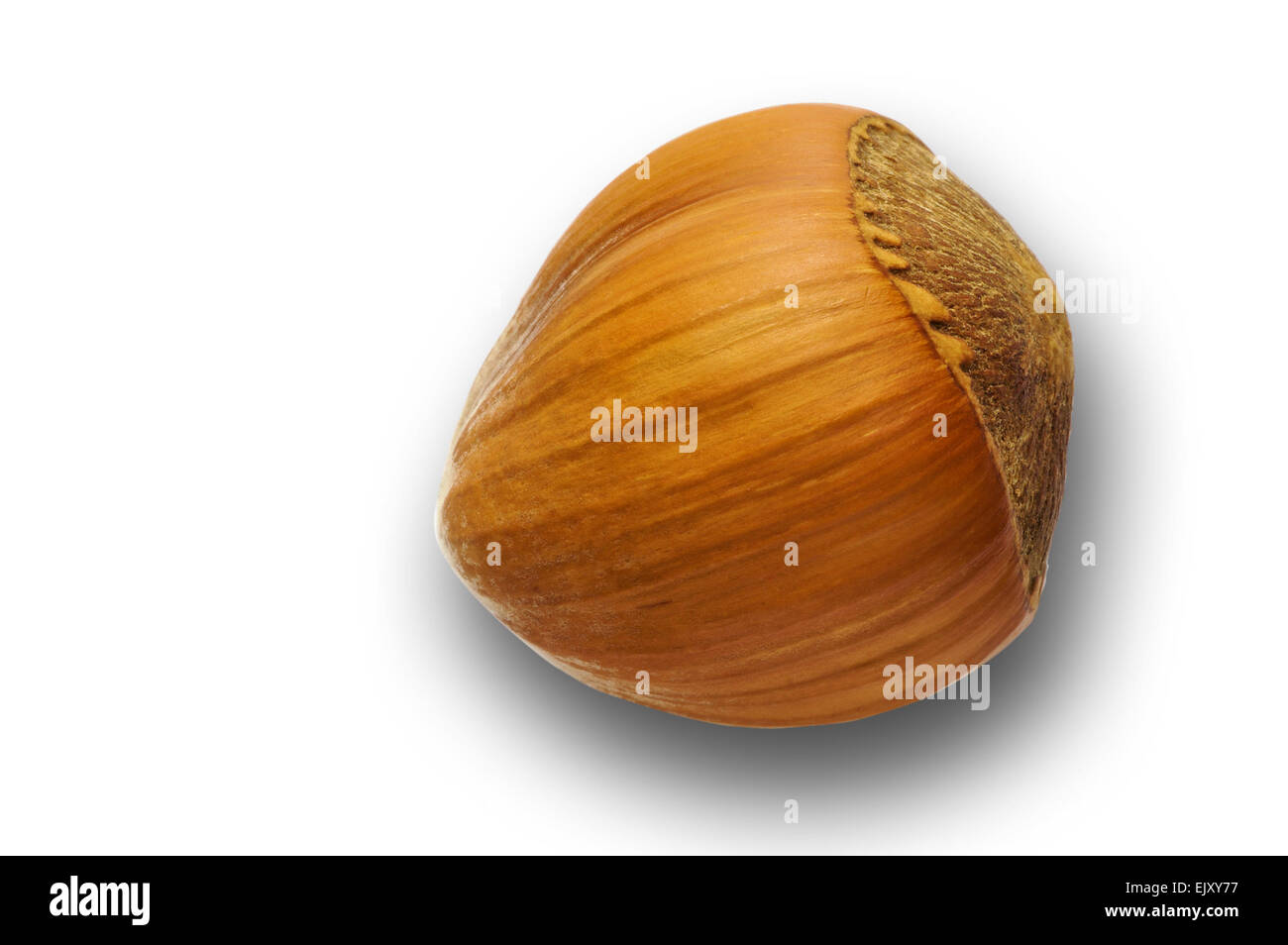 Hazelnut macro isolated on white close-up Stock Photo - Alamy