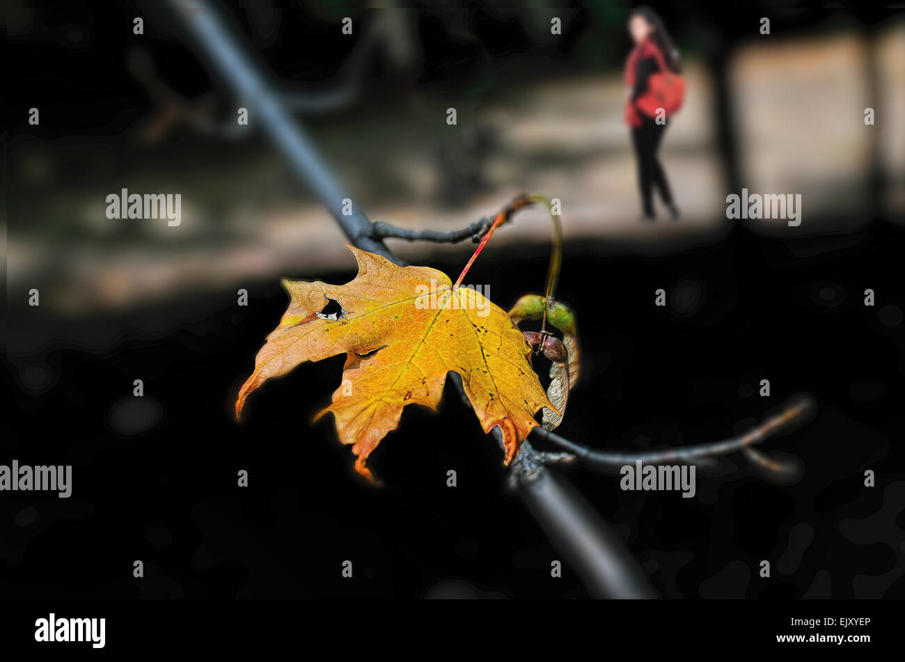 Leaves falling from a maple tree hi-res stock photography and images ...