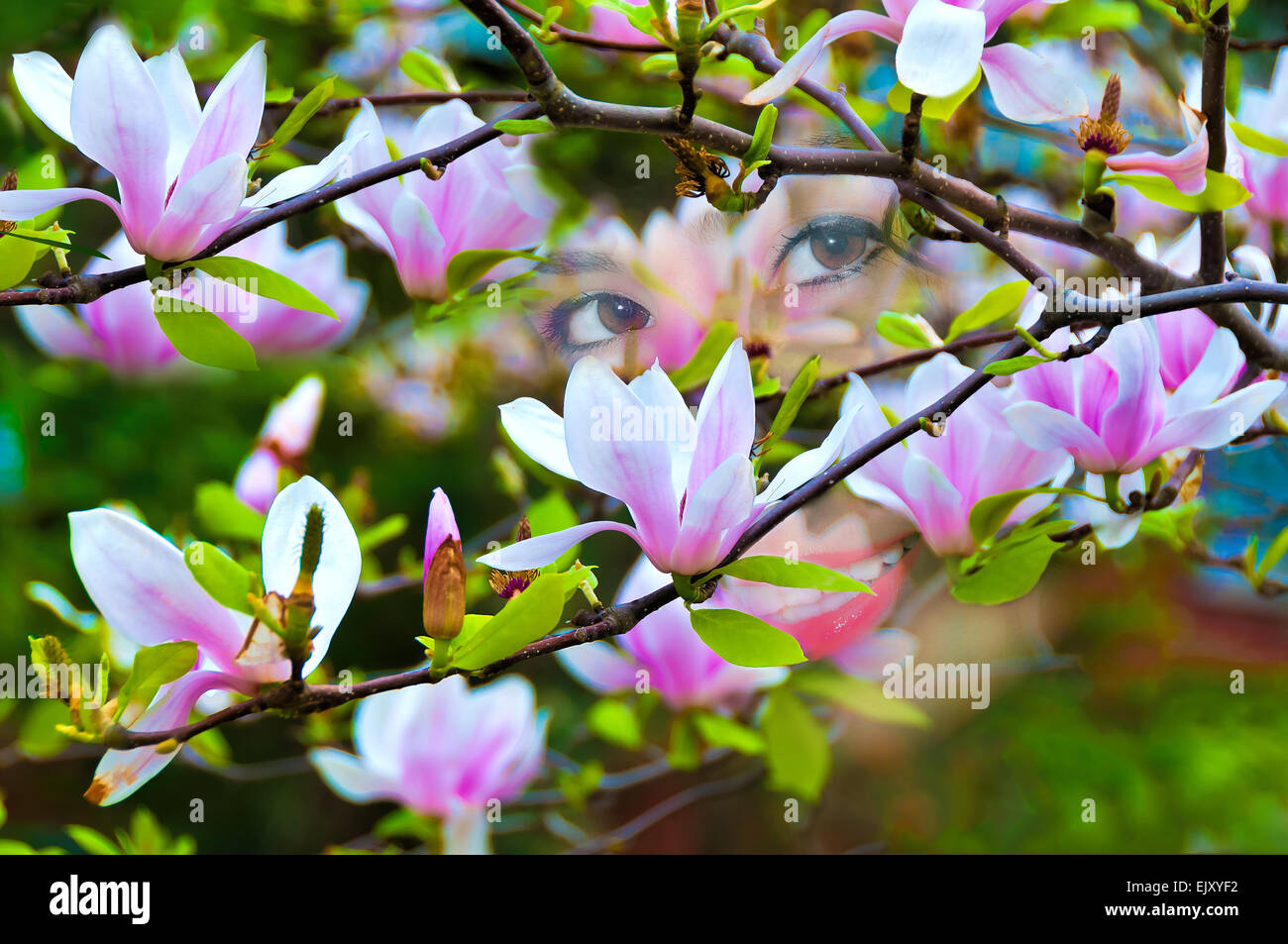 Collage, beautiful, big magnolia flowers on a background of the face ...
