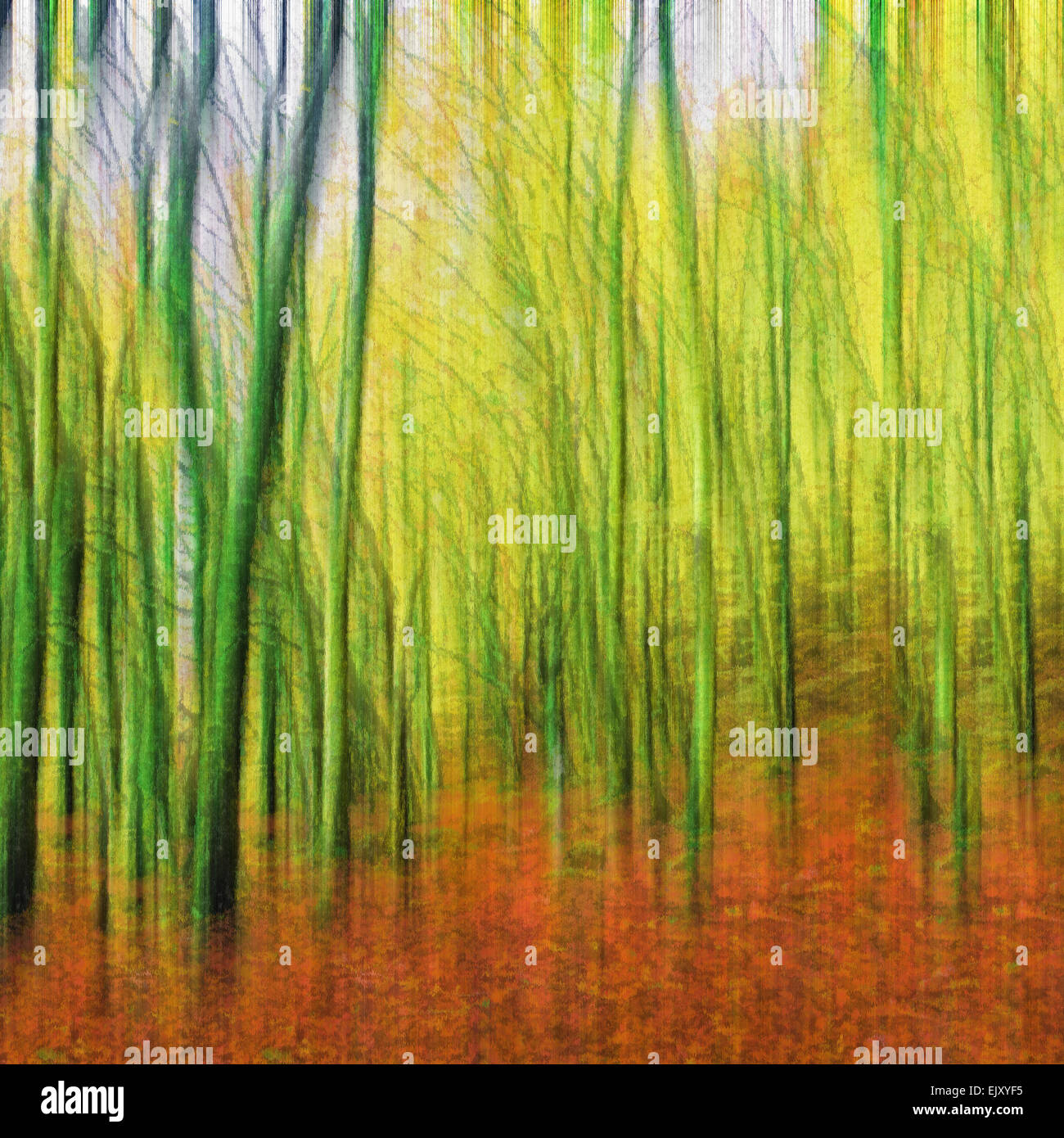 Rainy autumn colors fading in the young beech forest. Light rain drops ...