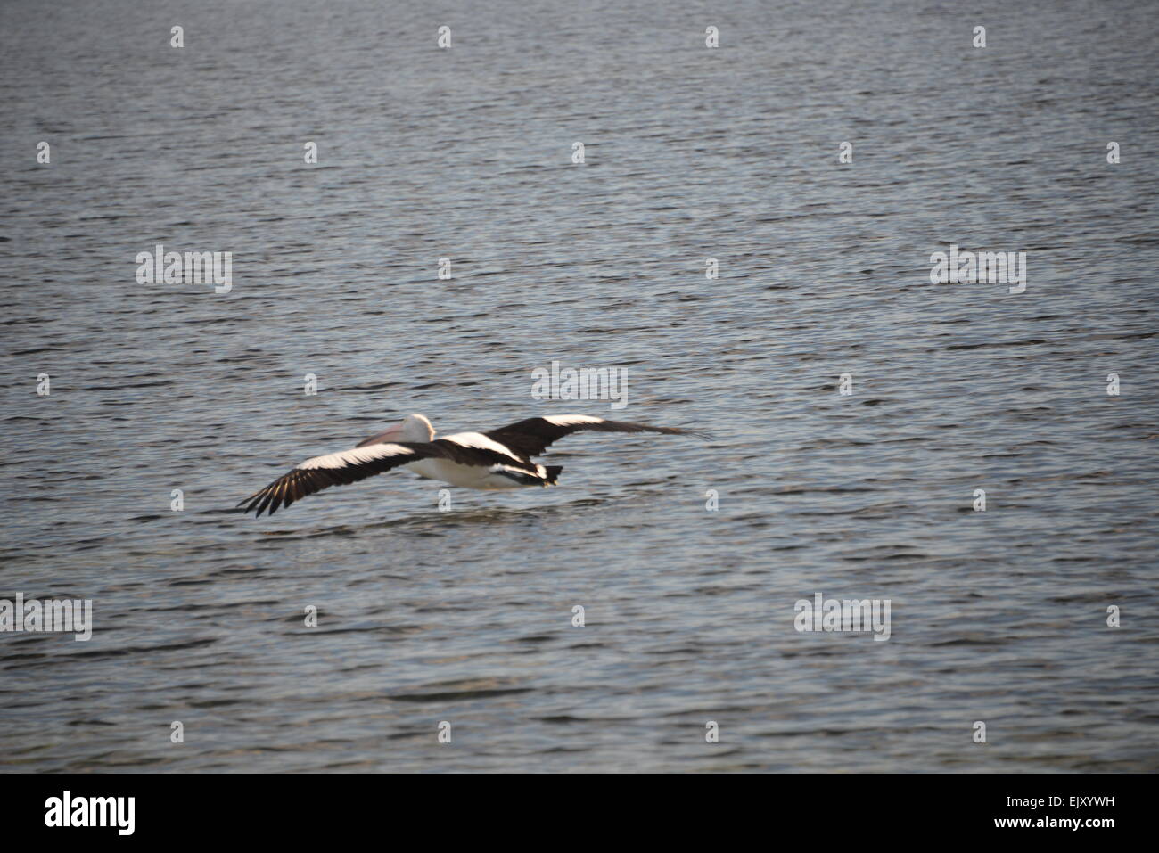 Pelican sitting on fence on harbour Merimbula harbour on the sapphire ...