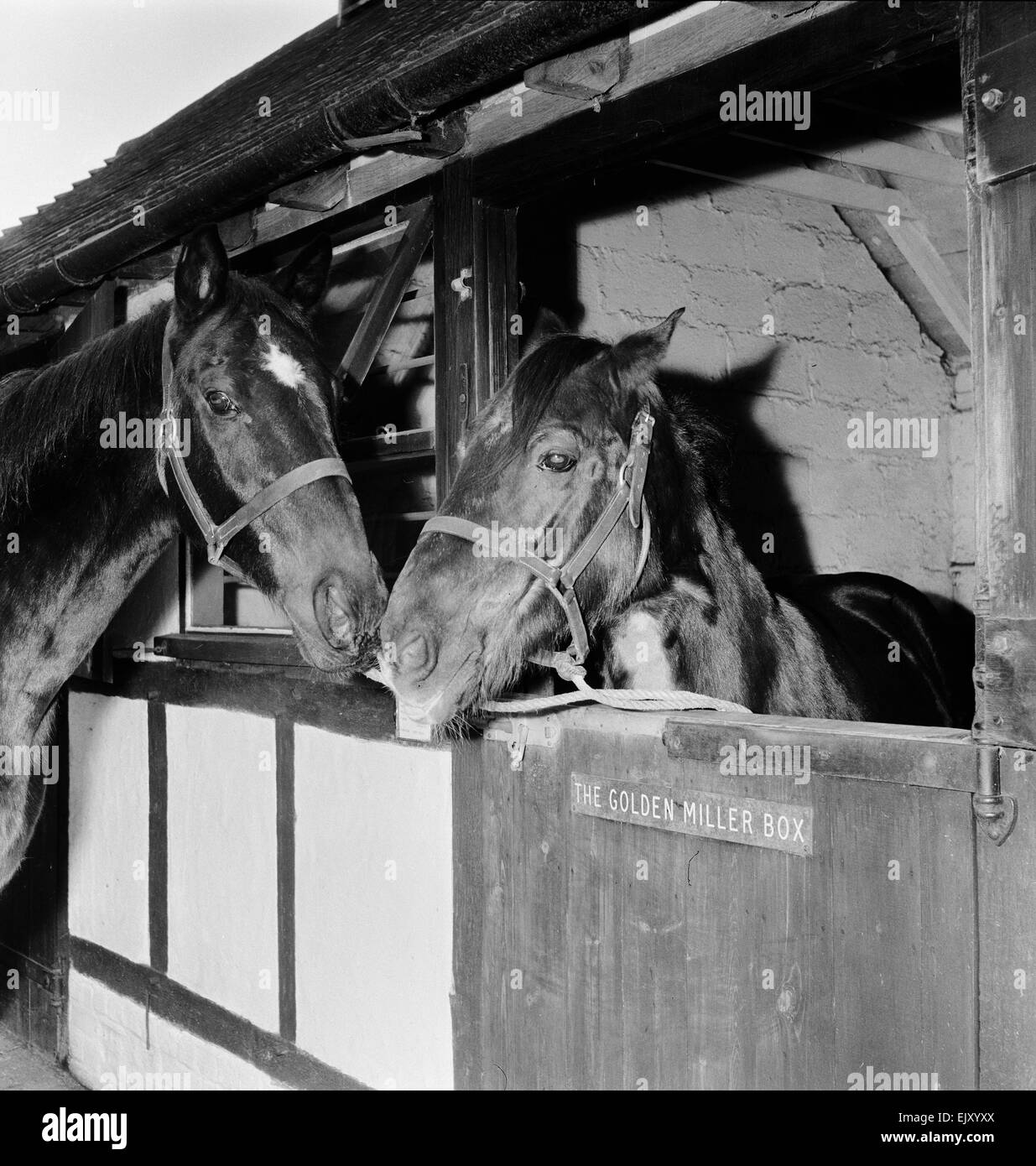 Racehorse photos Black and White Stock Photos & Images - Alamy