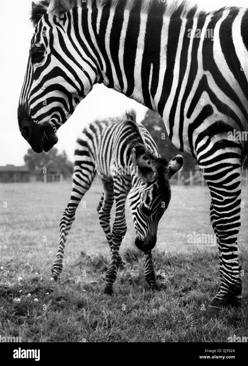 Razzle hi-res stock photography and images - Alamy