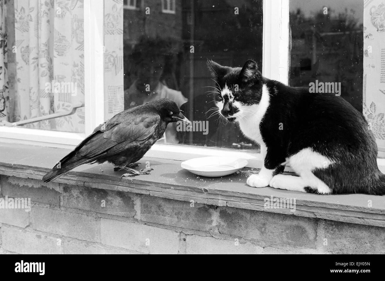 Pet crow and cat share a saucer of milk on a window ledge Stock Photo ...