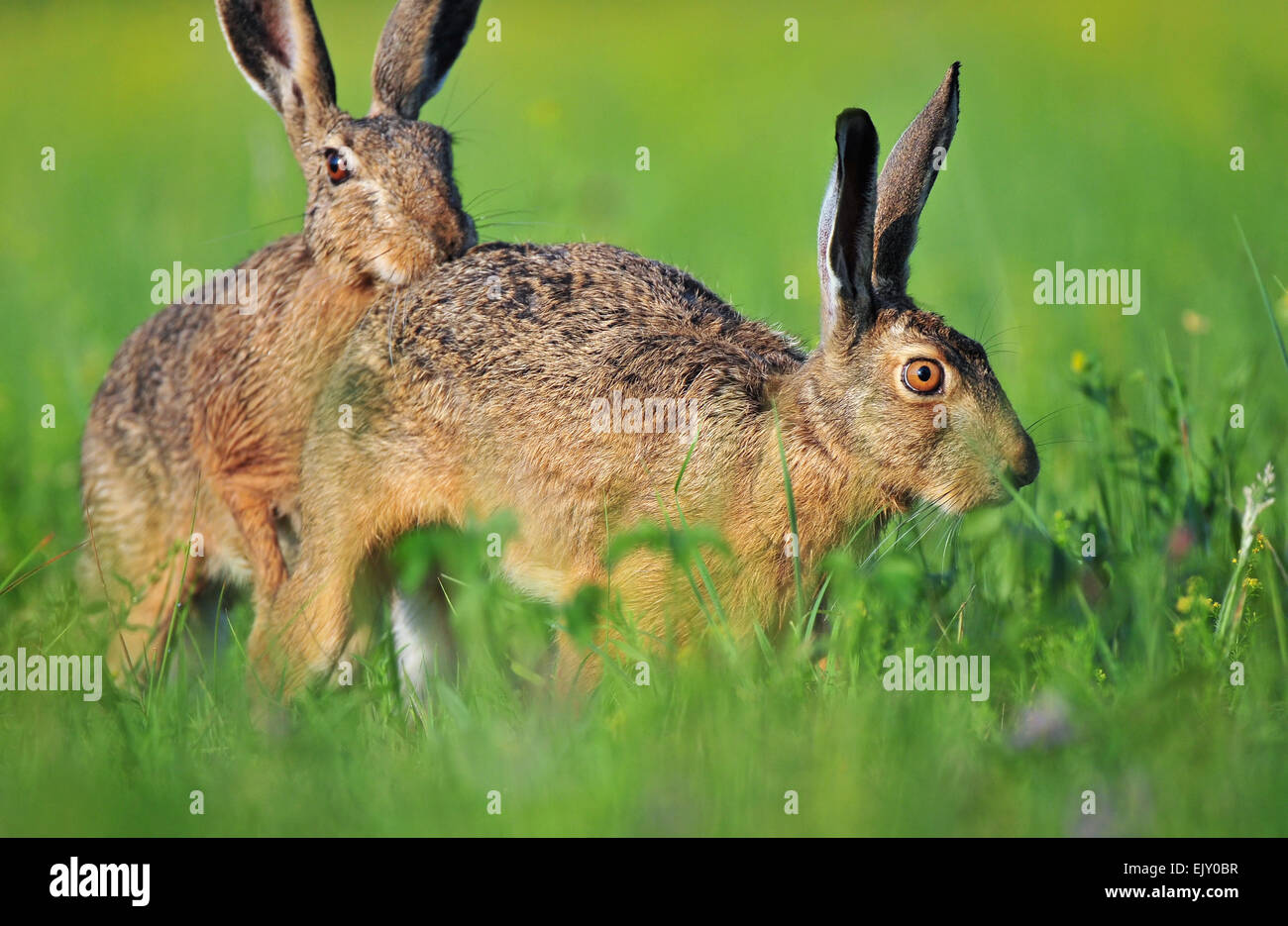 Two brown hare Stock Photo - Alamy