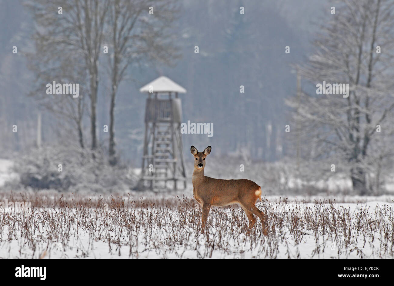 Roe deer in winter with hunting tower in the background Stock Photo - Alamy