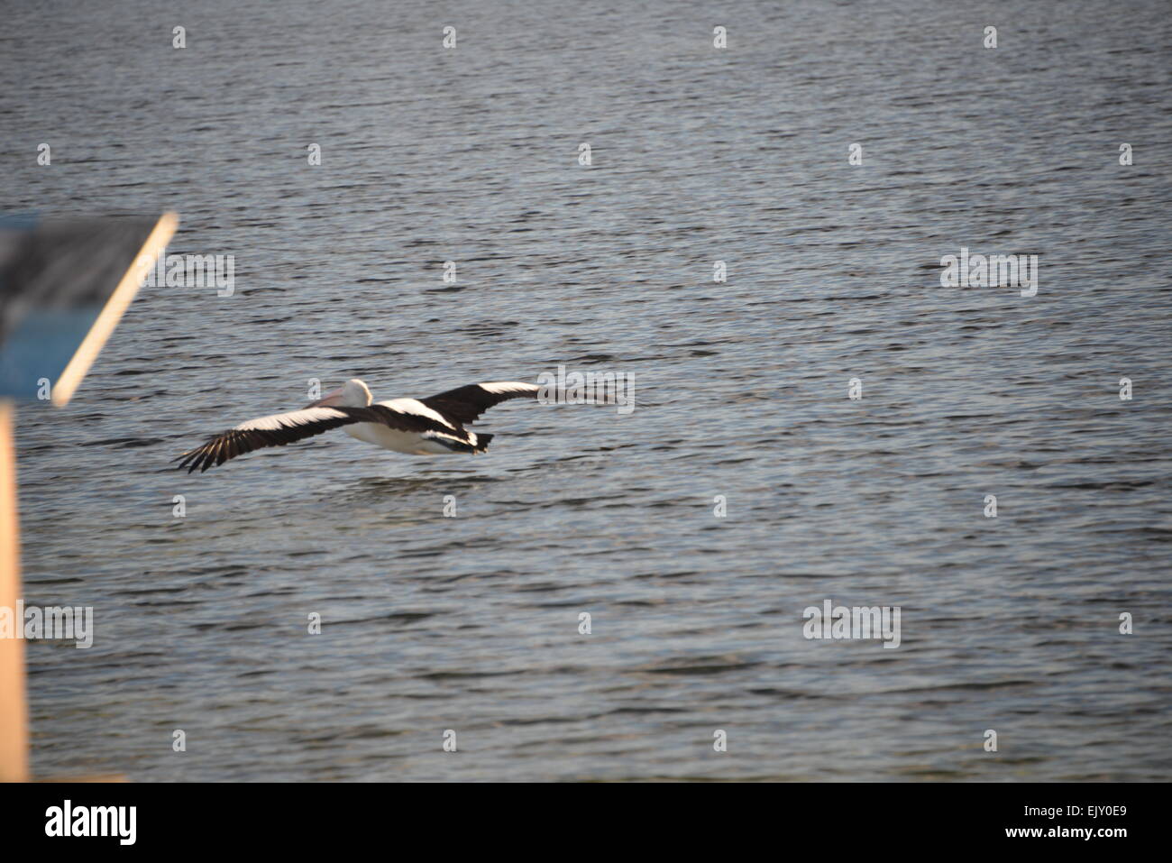 Pelican sitting on fence on harbour Merimbula harbour on the sapphire ...