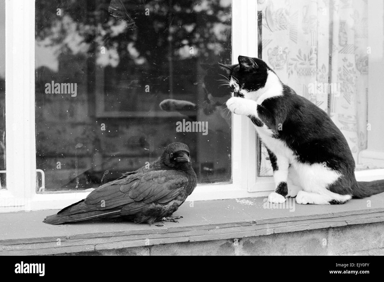 Crow crow Black and White Stock Photos & Images - Alamy