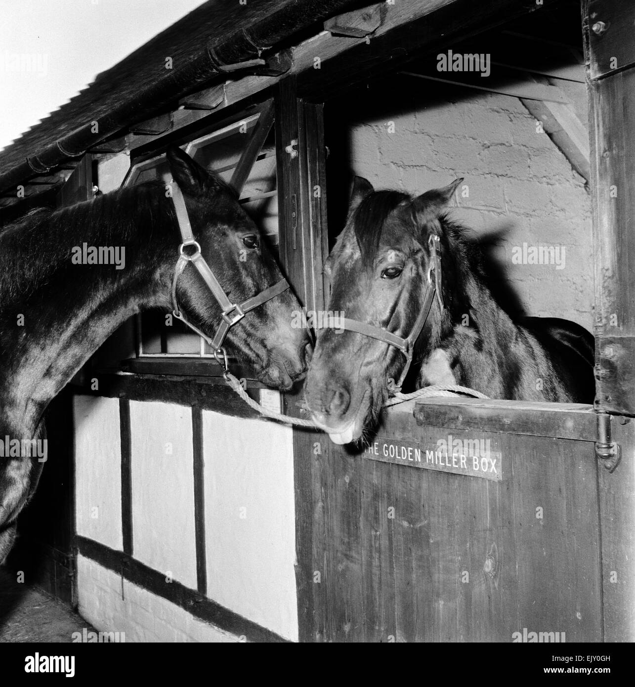 Racehorse Golden Miller at his stables. c.1952 Stock Photo - Alamy