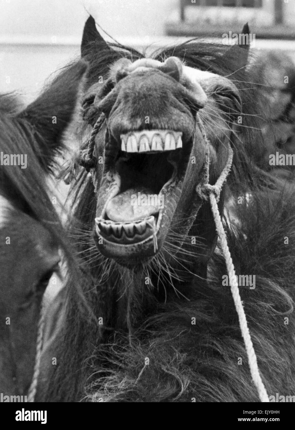 Horses: Laughing pony. May 1976 P002098 Stock Photo - Alamy