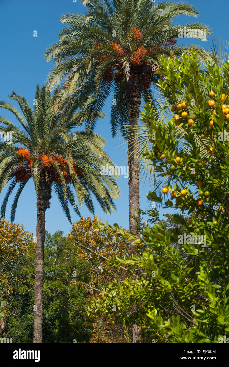 Florida palms and orange trees on the campus of Florida State ...