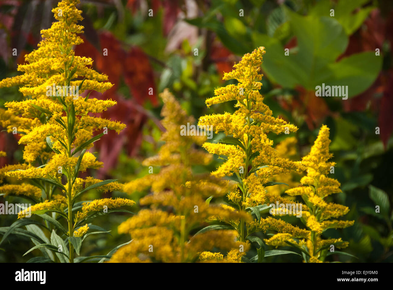 Goldenrod field hi-res stock photography and images - Alamy