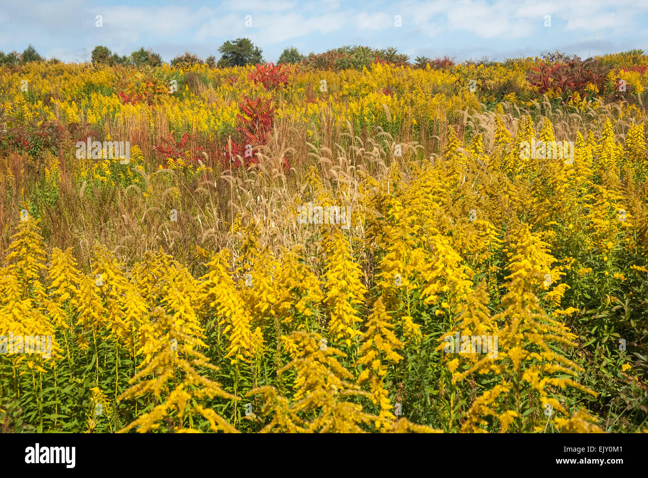 Goldenrod Field