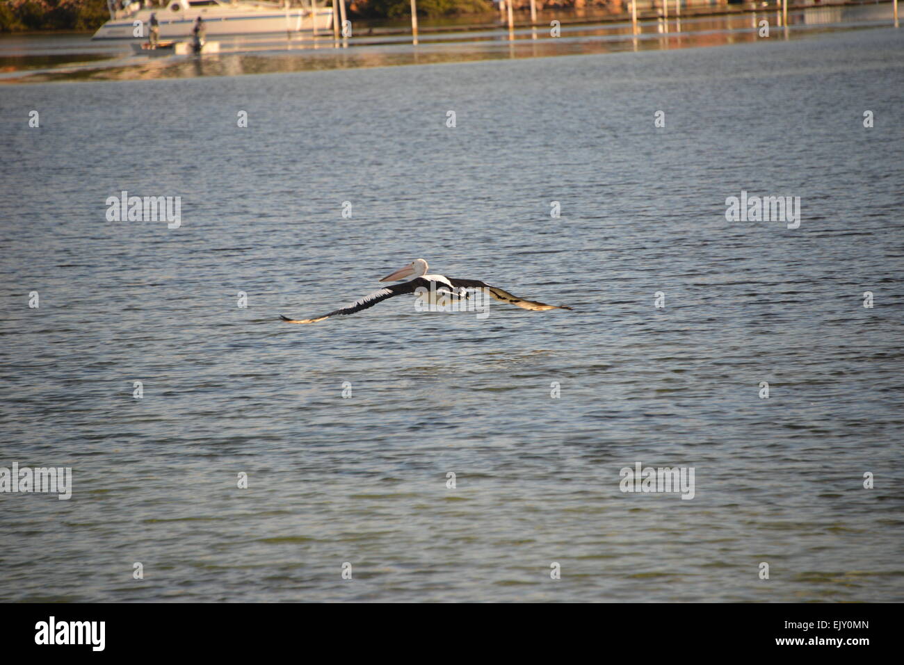 Pelican sitting on fence on harbour Merimbula harbour on the sapphire ...