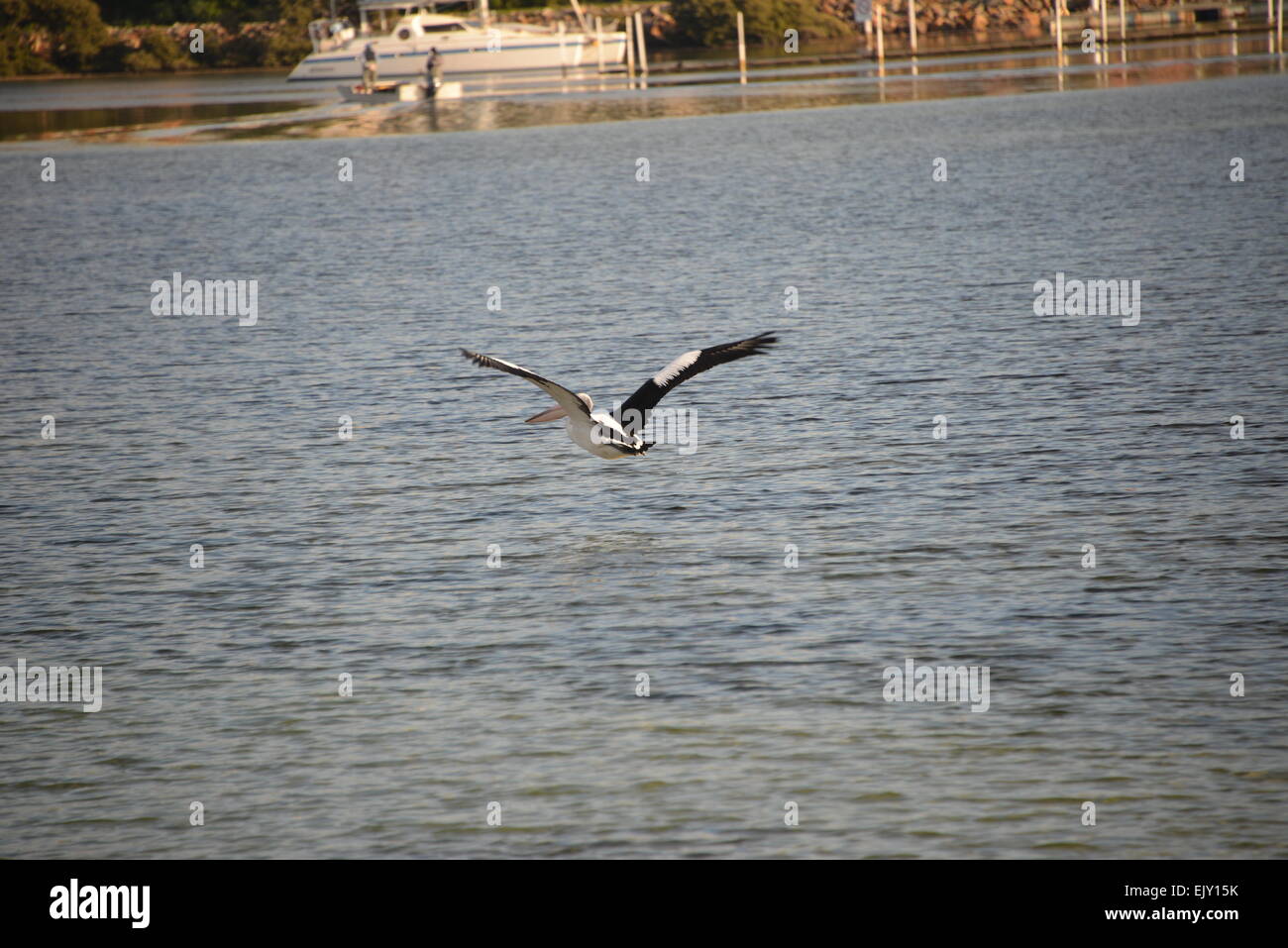 Pelican sitting on fence on harbour Merimbula harbour on the sapphire ...