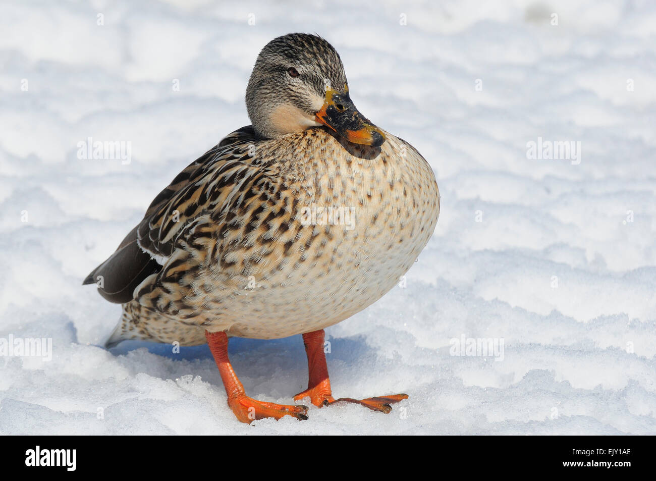Fat female hi-res stock photography and images - Alamy