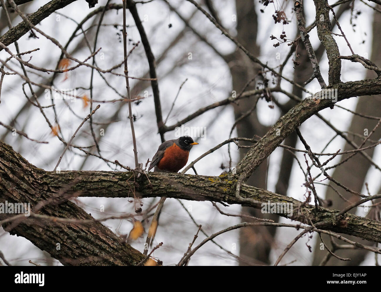 Spring Robin in tree Stock Photo - Alamy
