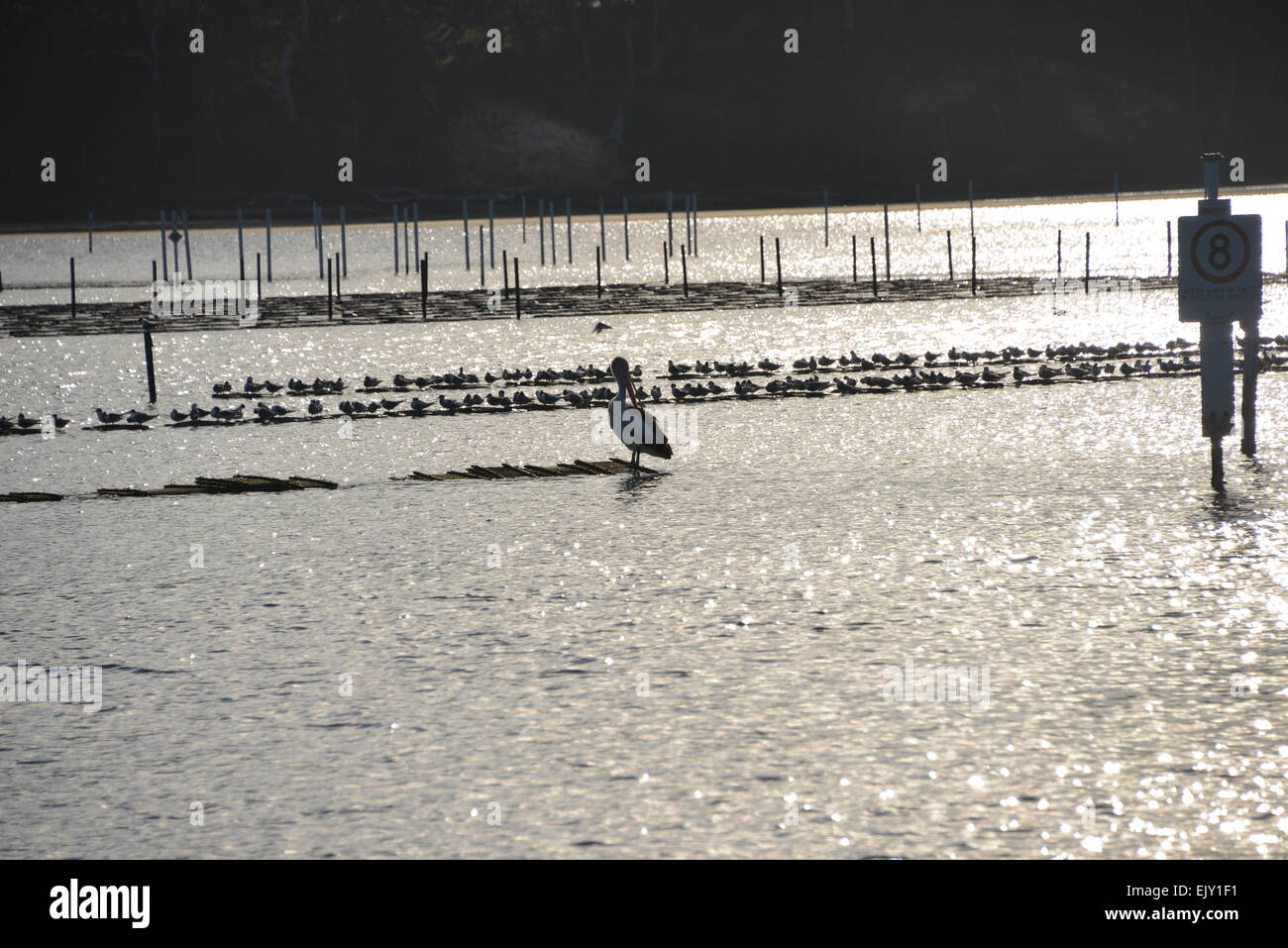 Pelican sitting on fence on harbour Merimbula harbour on the sapphire ...