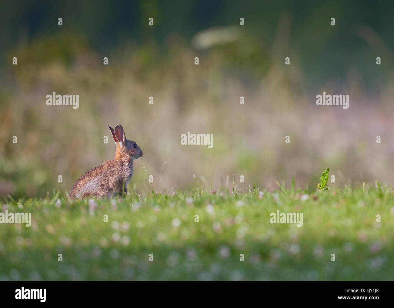 Rabbit at dawn Stock Photo - Alamy