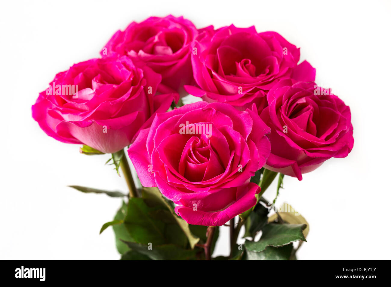 Pink rose flower isolated on white background Stock Photo - Alamy
