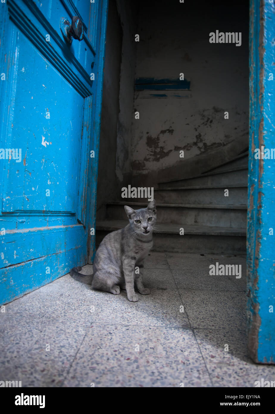 Scary Cat in the hallway Stock Photo - Alamy