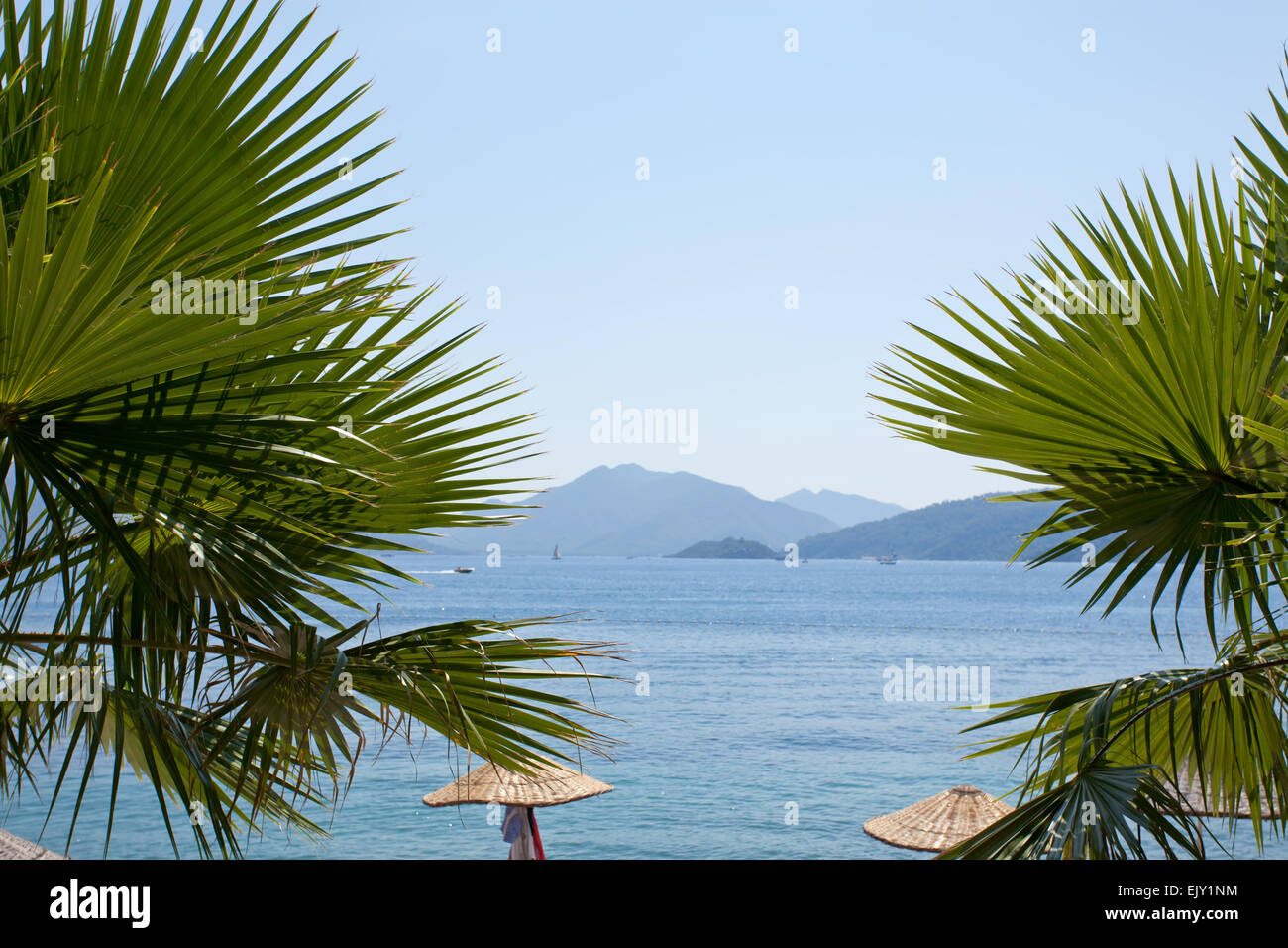 Sea and palm tree Stock Photo - Alamy