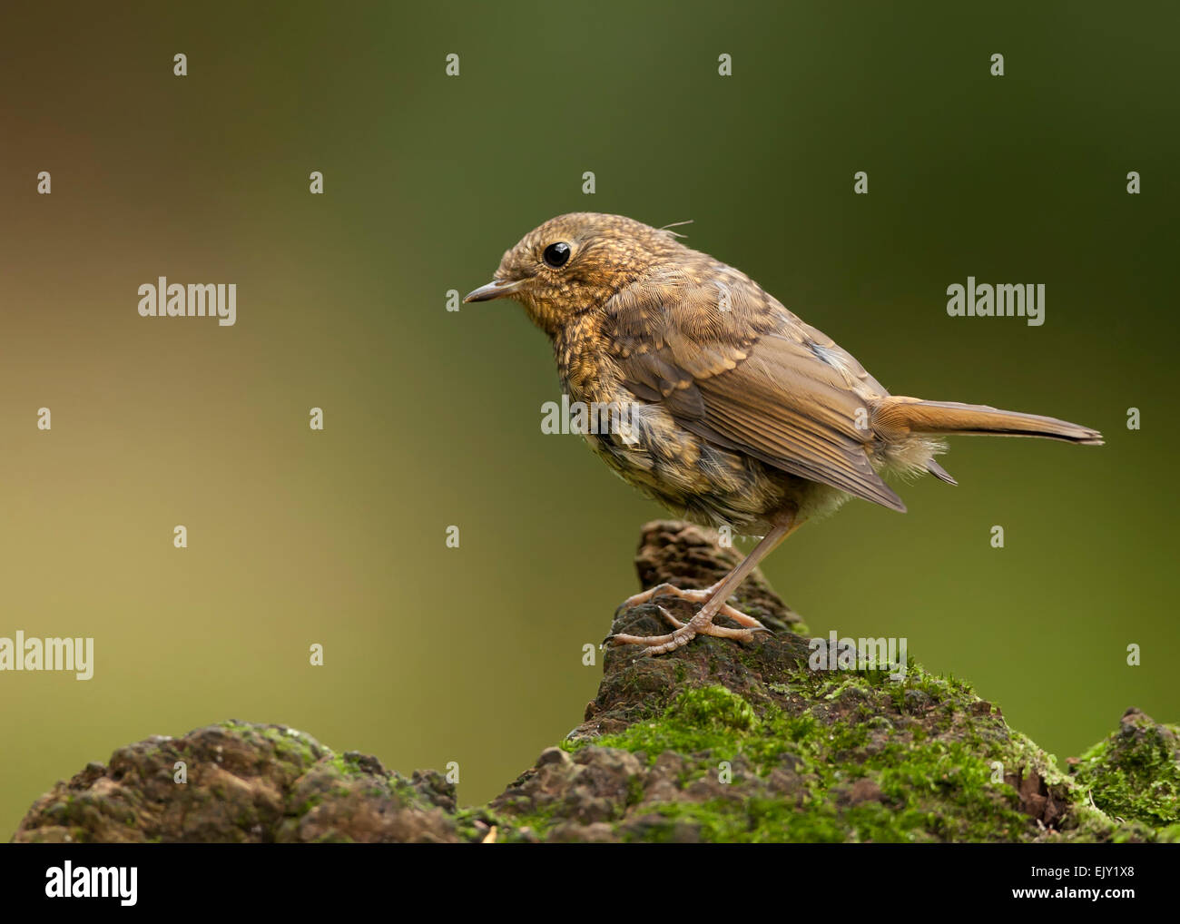 Young robin bird hi-res stock photography and images - Alamy