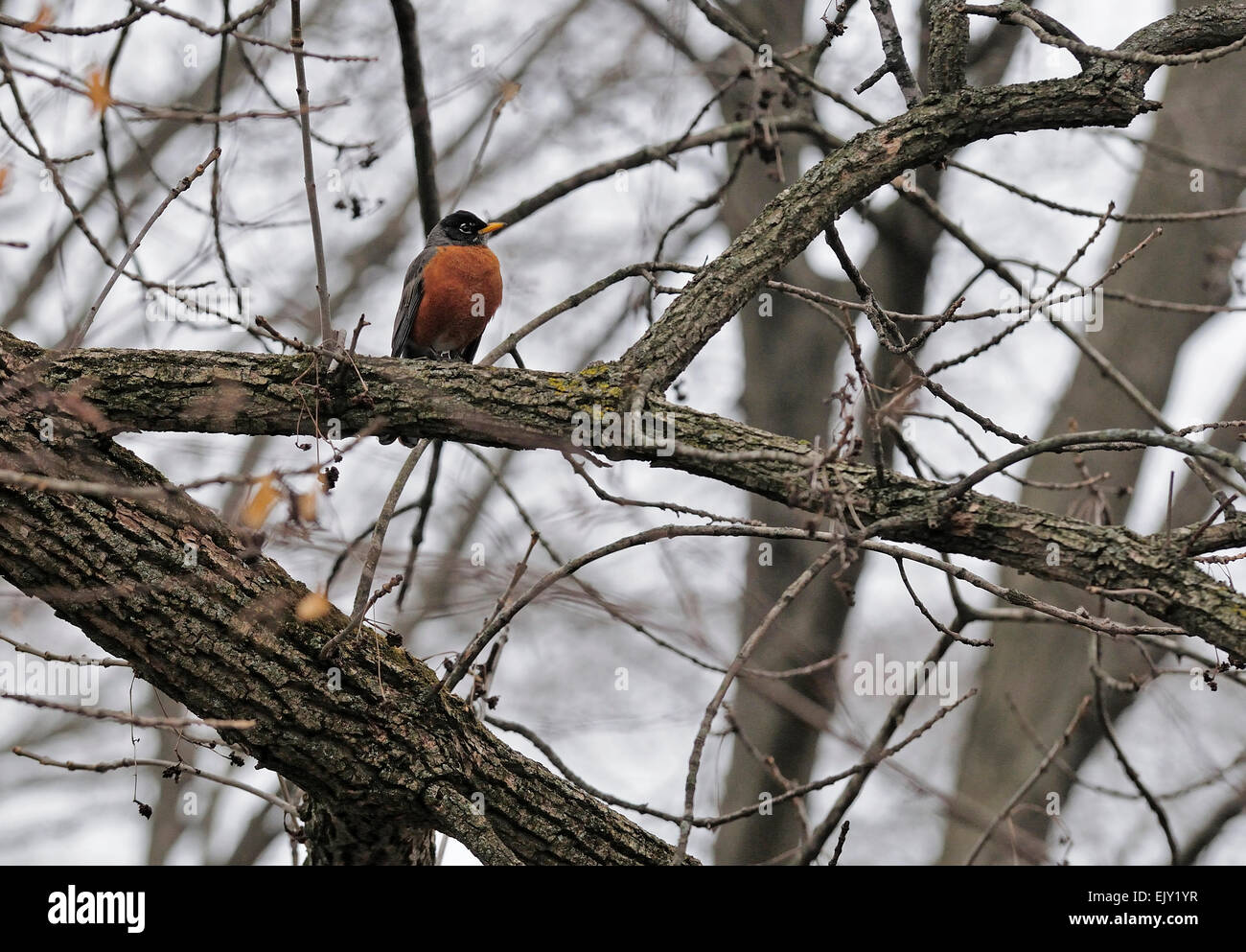Spring Robin in tree Stock Photo - Alamy