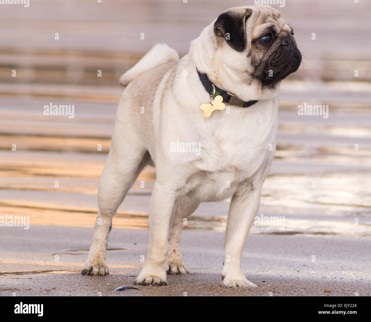 A Pug dog posing on a beach Stock Photo - Alamy